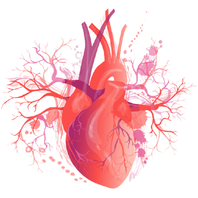 Vascularized Tissues and Organs